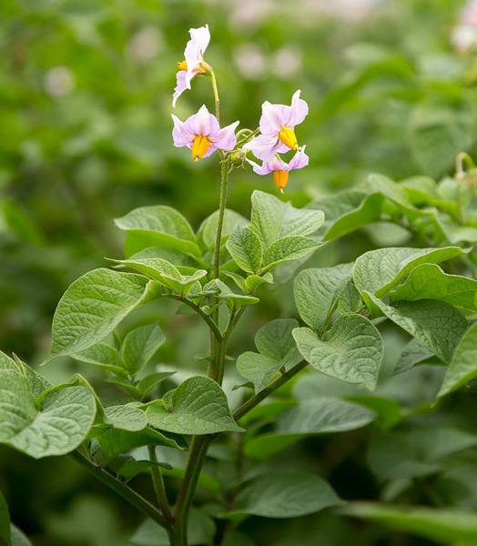 Royata KWS: | STET UK